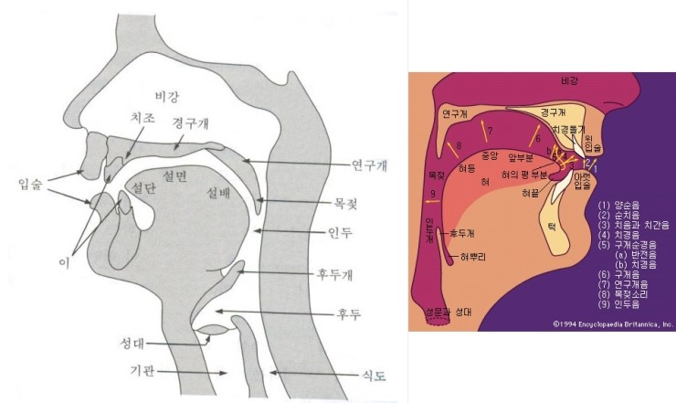 양순음 치경음 경구개음 연구개음 성문음 파열음 파찰음 마찰음 비음 유음 네이버 블로그