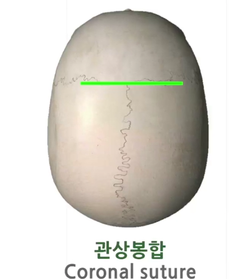 인체해부학 얼굴머리뼈와 봉합 숫구멍 쉽게 파헤치기 네이버 블로그