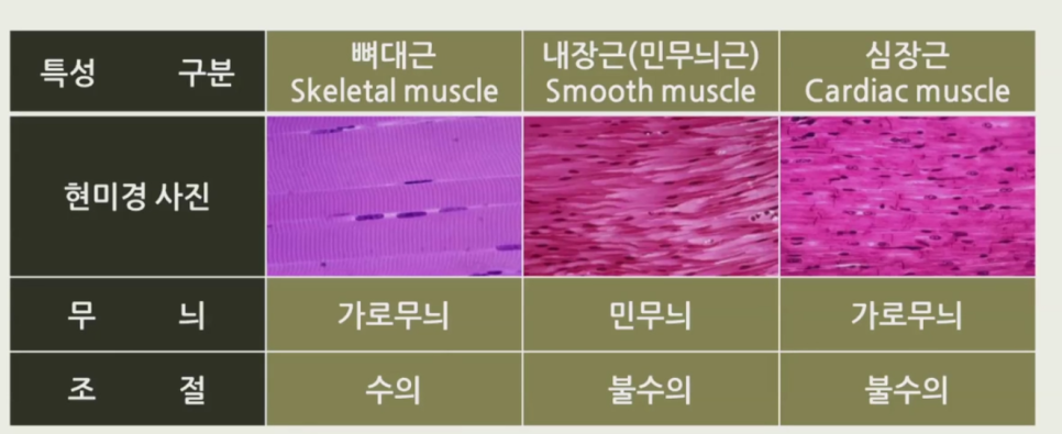 인체해부학 근육계통의 개요 쉽게 파헤치기 뼈대근육내장근육 네이버 블로그