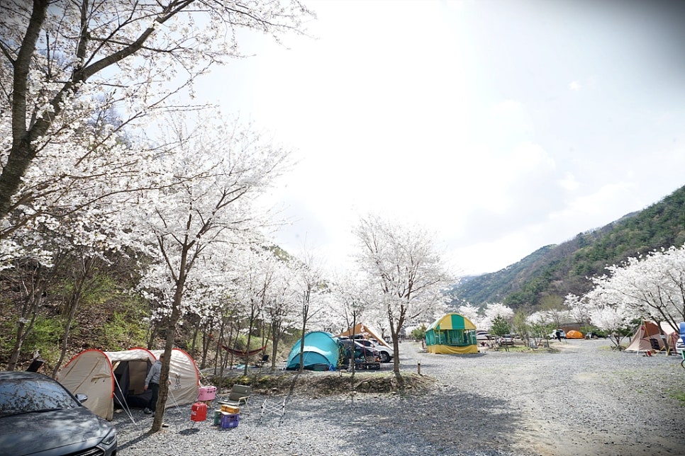 경주캠핑장 곤달비캠프 벚꽃 캠핑 네이버 블로그