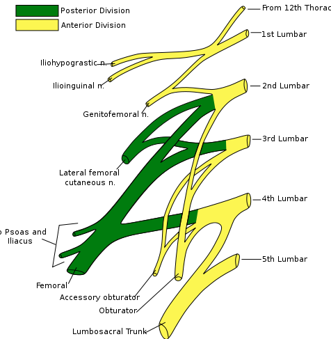 nerves of inguinal region : 네이버 블로그