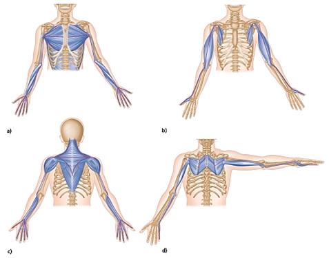 근막경선 책읽기 상지선(The Arm Lines) : 네이버 블로그