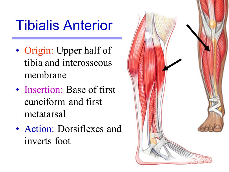 전경골근(tibialis anterior muscle)과 운동 : 네이버 블로그