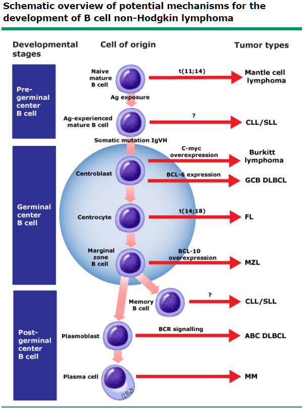 Non-Hodgkin lymphomas의 pathobiology : 네이버 블로그